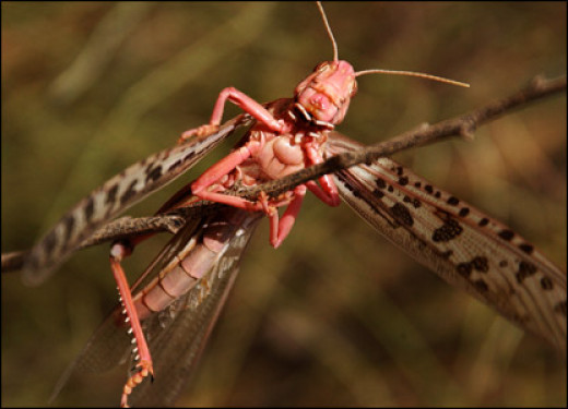 The Amazing Locust | HubPages