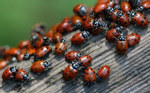 The Magnificent Ladybug & Her Astounding Contribution | hubpages
