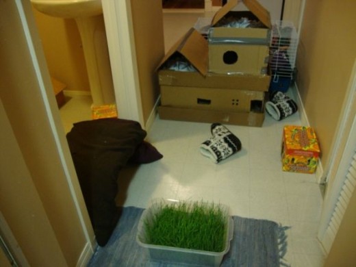 Creating a Pet Rat Play Area | PetHelpful