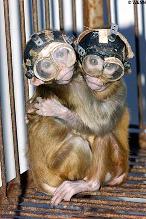 Monkey Brains To Eat and How And Why | HubPages