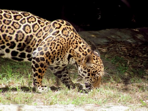 Maya Animal Art Symbolism | hubpages