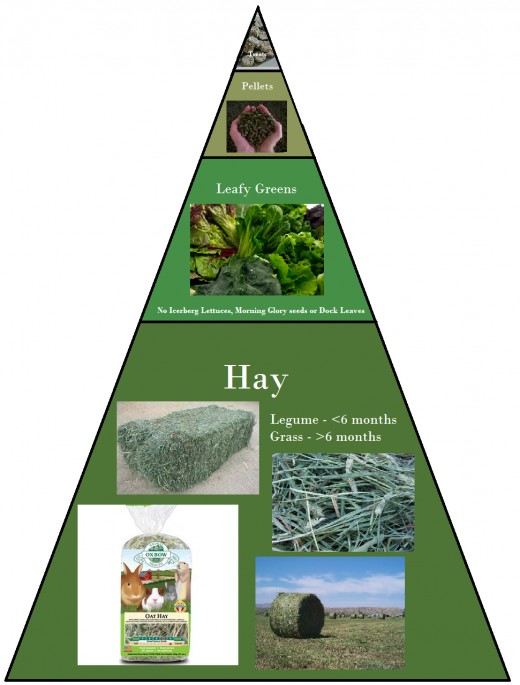 Rabbit Food Pyramid Green Leafy Vegetable Food Pyramid