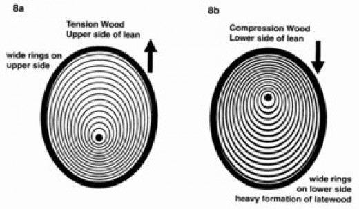 Timber : As A Material Of Construction | HubPages