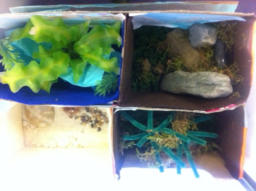 Ecosystem in a Box | HubPages