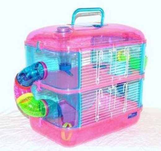 The Complete Guide to Pet Mice | PetHelpful