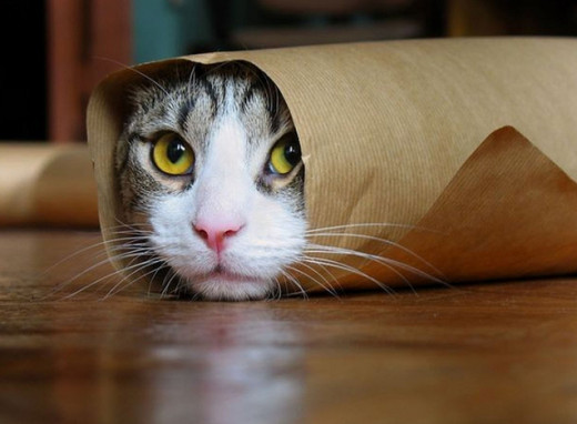 What Are Cat Cafes HubPages what-are-cat-cafes-hubpages