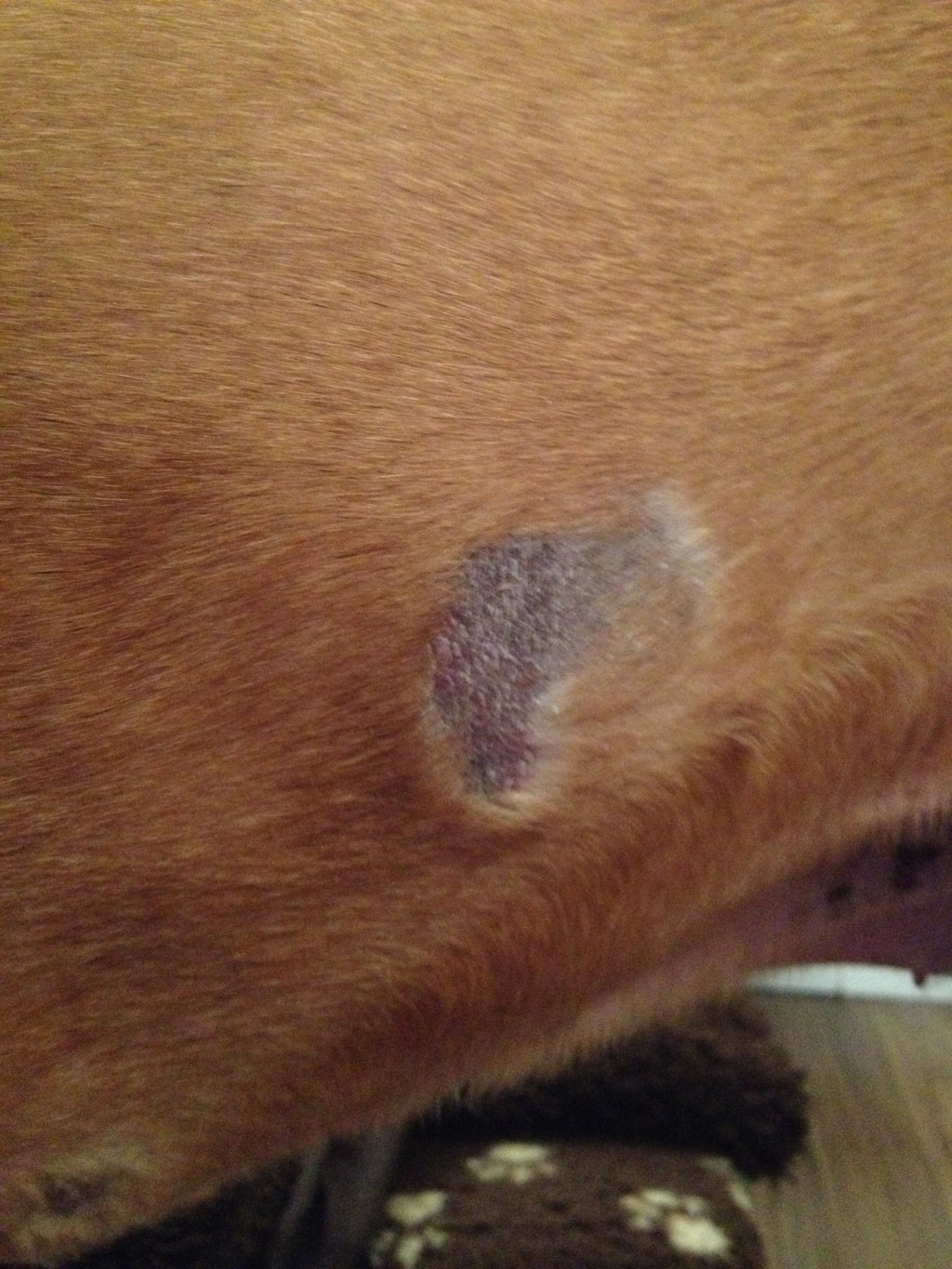 Itching Scratching Dog Hair Loss It Could Be Yeast Try These Simple Itching Scratching Dog Hair Loss It Could Be Yeast Try These Simple