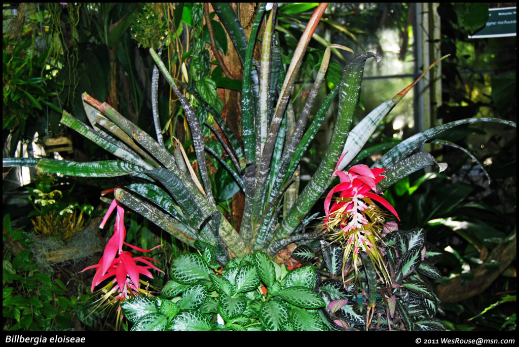 Bromeliad Identification Pictures
