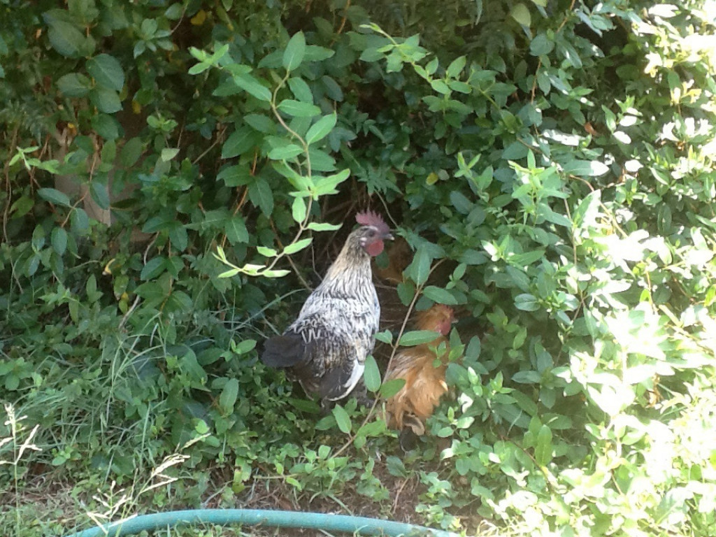 Diary of a Cackleberry Farmer (November 2015) | HubPages