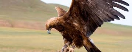 The Great Horned Owl | Owlcation