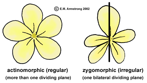 How to Identify Six Plant Families Using Their Flowers | Owlcation
