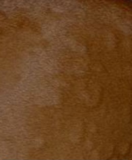 Why Does My Dog Have Welts All Over His Body? | PetHelpful