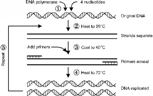 DNA Replication/PCR in bacteria and Gene Transfer in Bacteria | HubPages