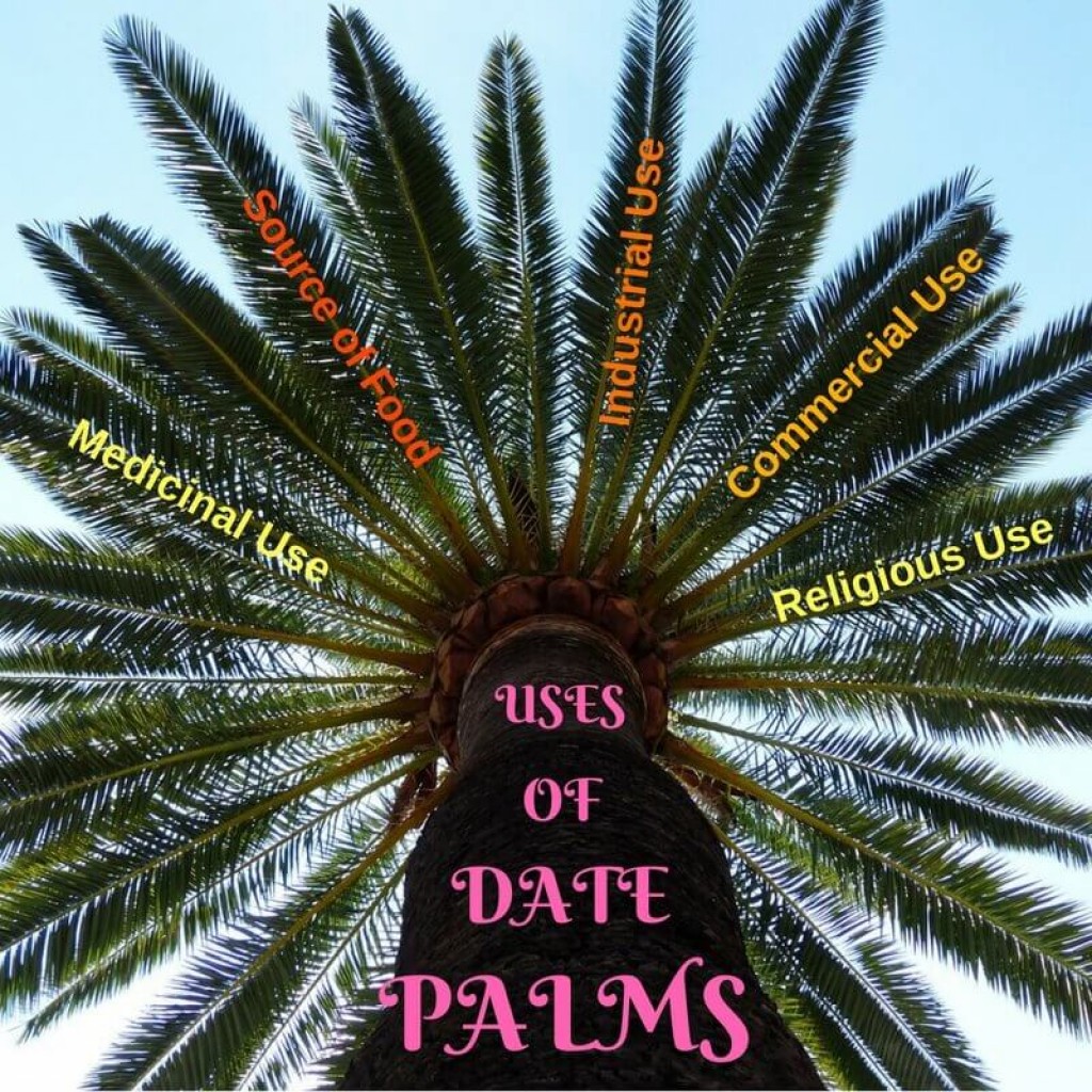 The Benefits And Uses Of Date Palms HubPages