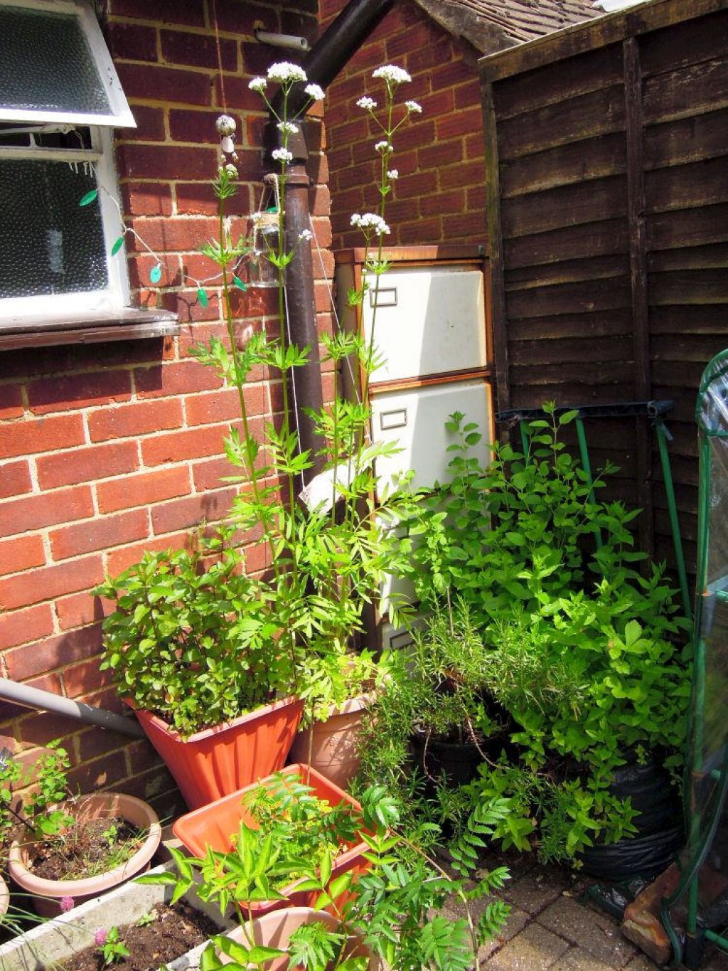 How to Grow an Edible Container Garden | HubPages