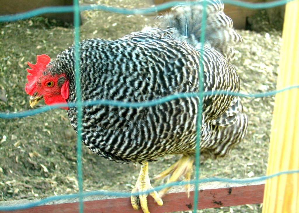 Celebrate Chicken Month - Hens And Roosters | HubPages
