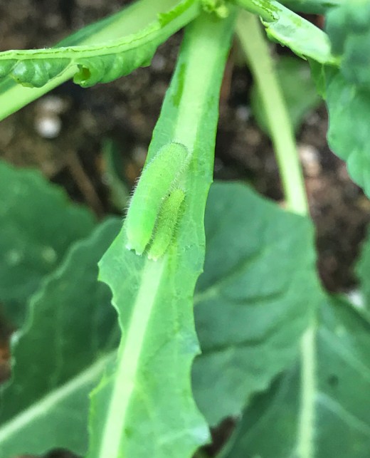 How to Recognize, Manage, and Eradicate Cabbage Worms from Your Garden ...