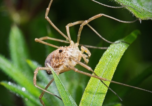 40 Facts About Harvestmen or Daddy Longlegs That May Surprise You ...