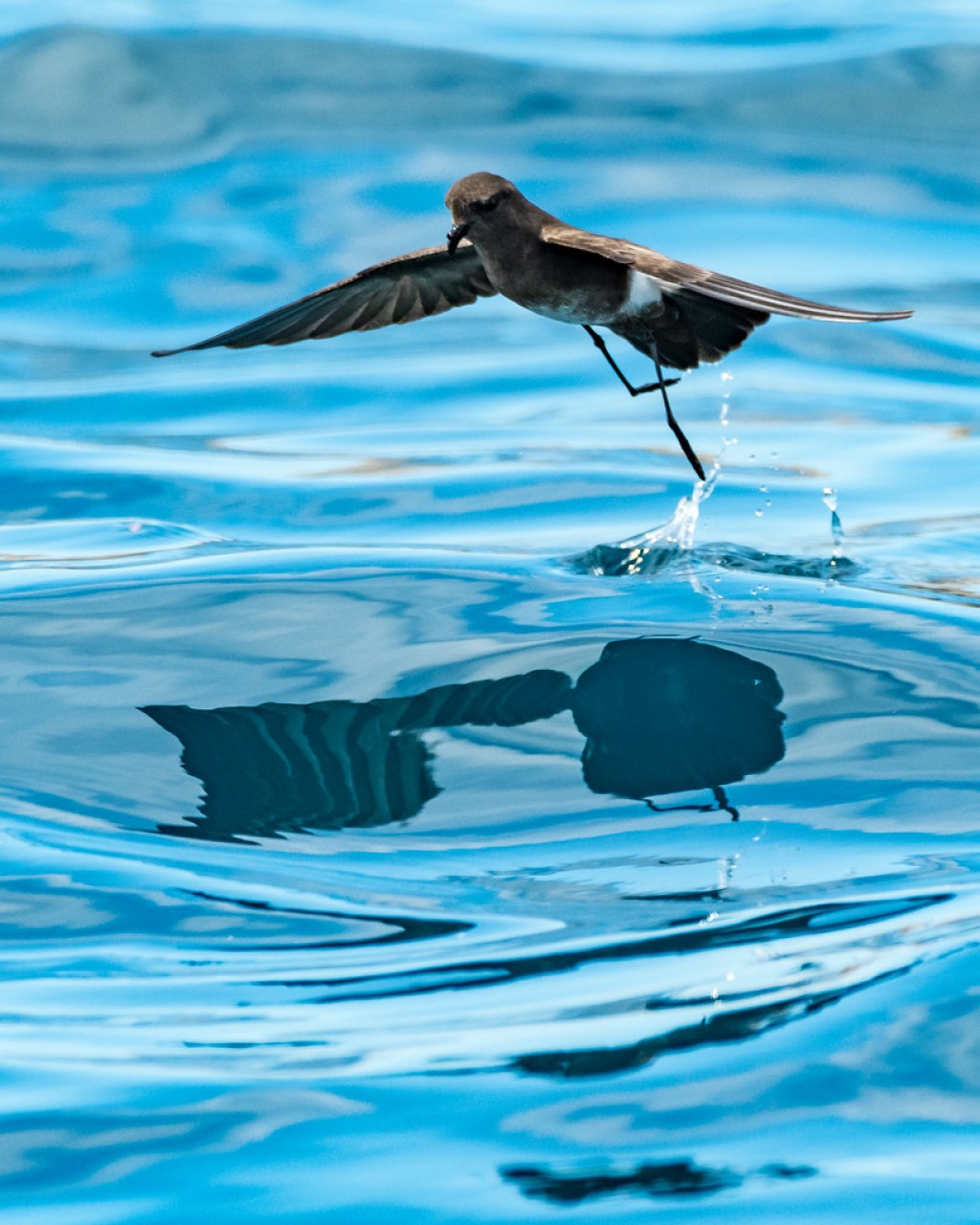 Storm Petrel | HubPages