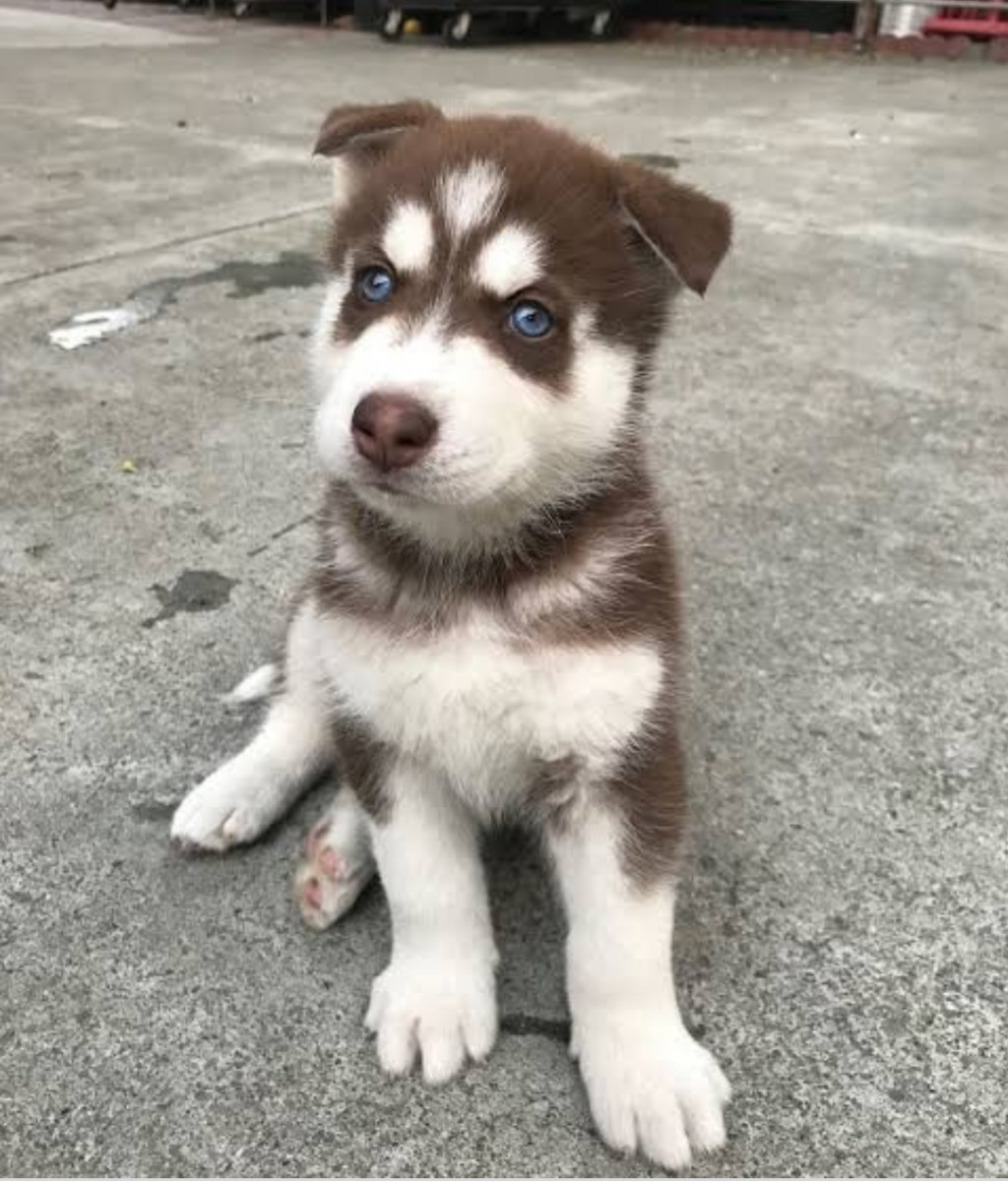 Entering the Fur-ry World | HubPages