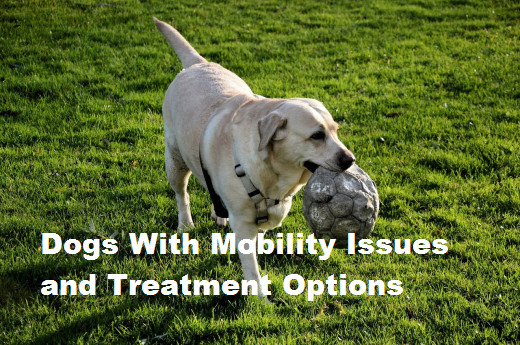 Dogs With Mobility Issues and Treatment Options | HubPages