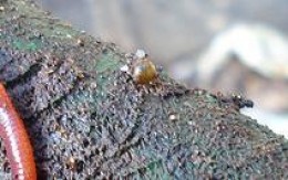 Life Cycle of Red Wiggler Worms or Eisenia Foetida and stages | Dengarden