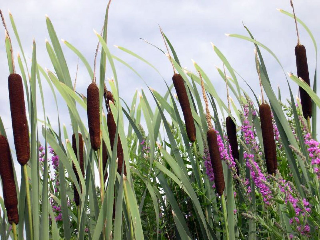 Yes, Cattails Are Edible!