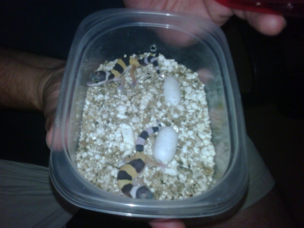 Breeding Leopard Geckos