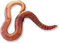 Life Cycle of Red Wiggler Worms or Eisenia Foetida and stages | Dengarden