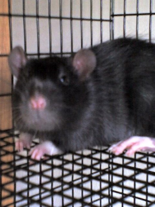 Creating the Perfect Rat Set-Up | PetHelpful