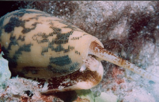 Cone Shells of Hawaii Can Be Deadly | HubPages