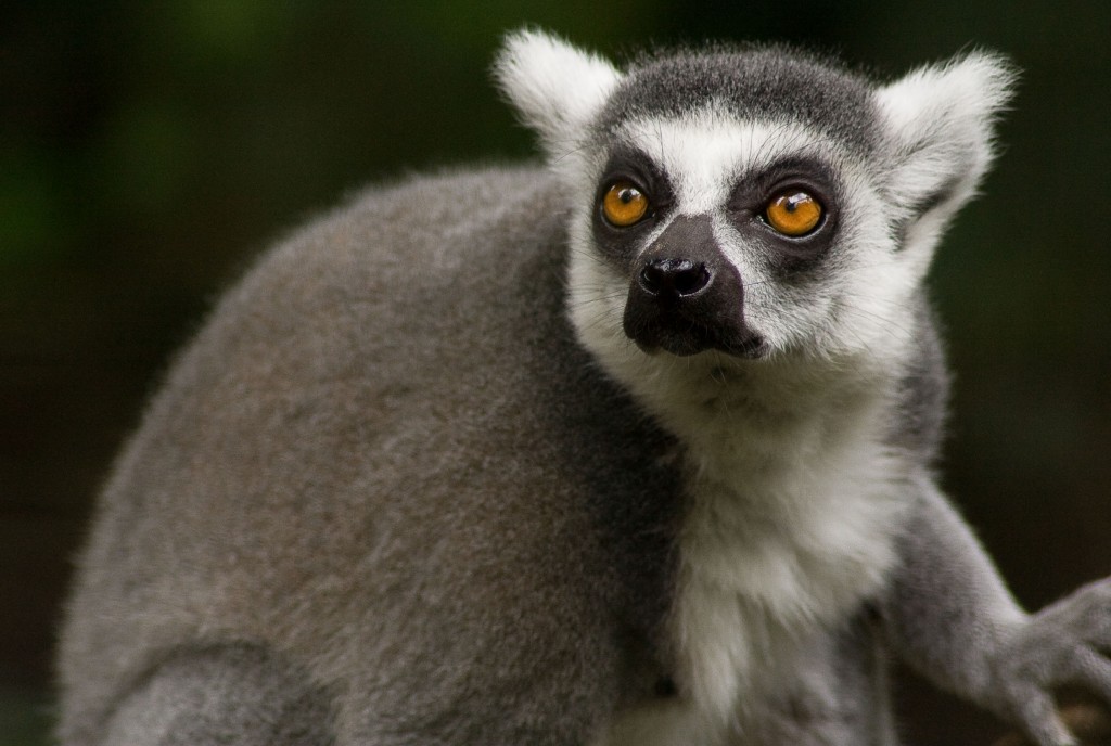 Ring-Tailed Lemur