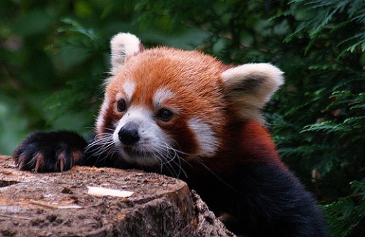 Red Pandas Kidnapped My Alien Grandson | HubPages