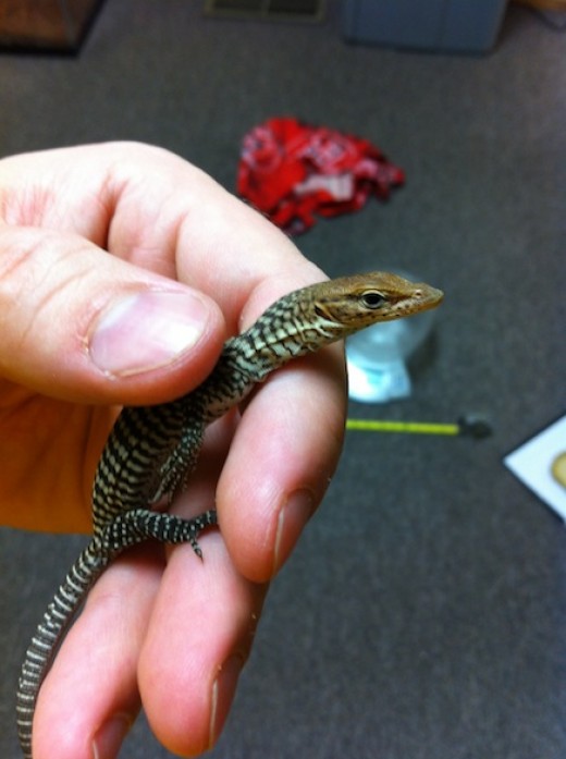 Nile Monitor Hatchling