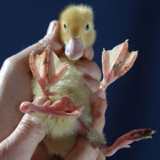 Polymelia: Animals with Extra Legs. | hubpages