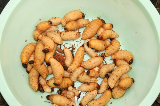 Edible Maggots - Characteristics and Importance of the Palm Tree Weevil ...