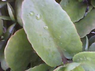 Kalanchoe Pinnata: The "Wonder of the World" Plant | RemedyGrove