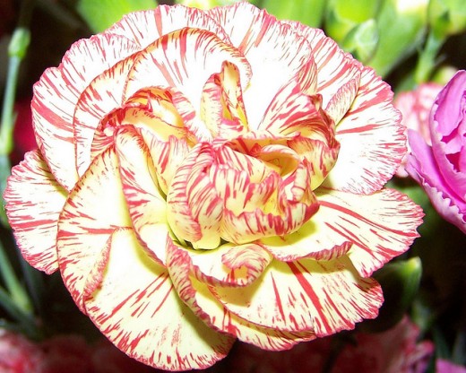 Carnation Colors and What They Mean | HubPages
