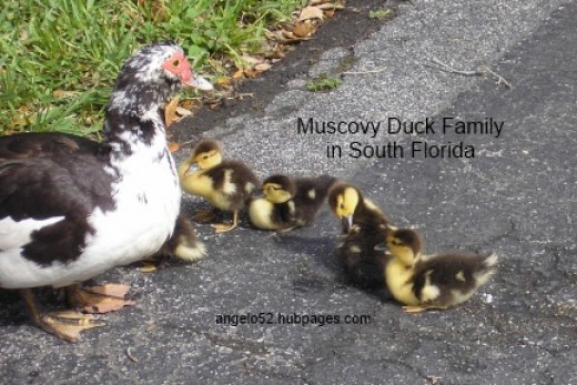Muscovy Duck a Bird in South Florida | HubPages