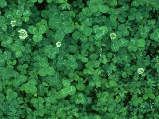 Clover: The Friendly "Weed", Use Nature to Beautify Your Lawn | HubPages