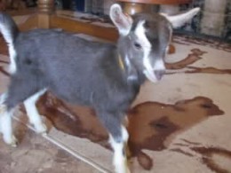 How to Tattoo A Goat | HubPages