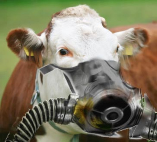 Tifton 85 Bermuda Grass: The Hybrid/GMO Semantics