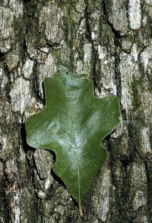 Types Of Oak Trees With Pictures Of Trunk Bark Owlcation