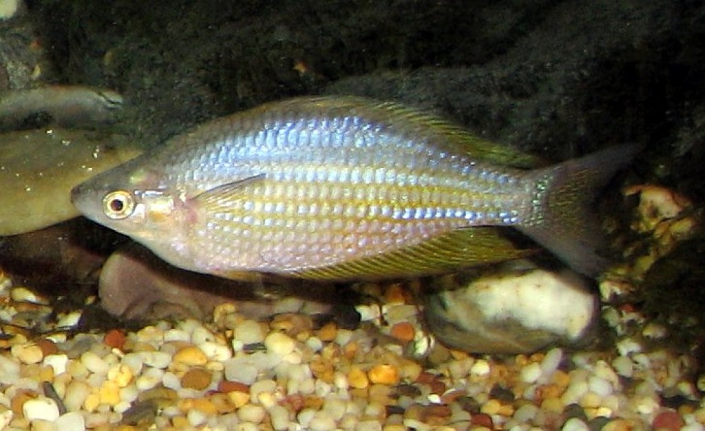 Breeding Information on Rainbowfish | HubPages