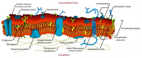 Protein Functions in the Human Body and in Cells | Owlcation