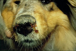 Pet Dog Health:What Every Dog Owner Needs to Know About Distemper in ...