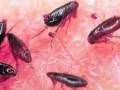 Maggot Facts: Where They Come From and Getting Rid of Them | Dengarden
