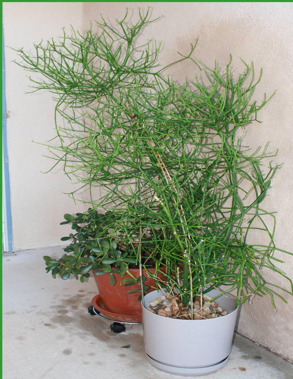 Love my Pencil Plant