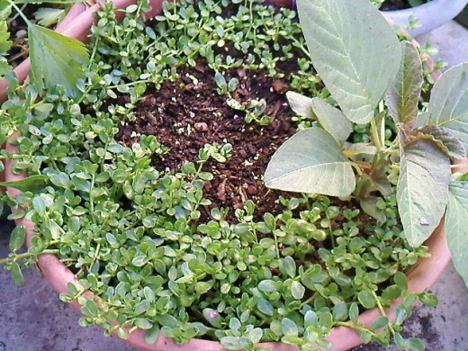 Papait Plant (Bacopa Monniere) | HubPages