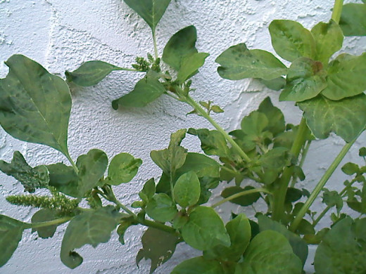 Kalunay - Amaranthus Dubius | HubPages